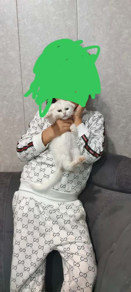 Продам котонка 2 месяца