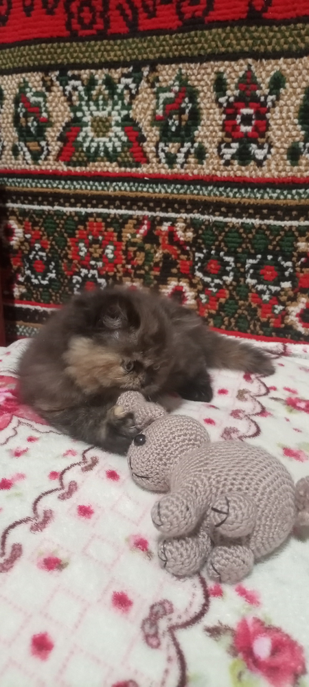 Продам Персидского котёнка девочку 120 доларов