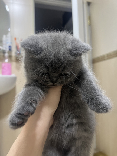 Продаются котята скотиш фолд и скотиш страйт