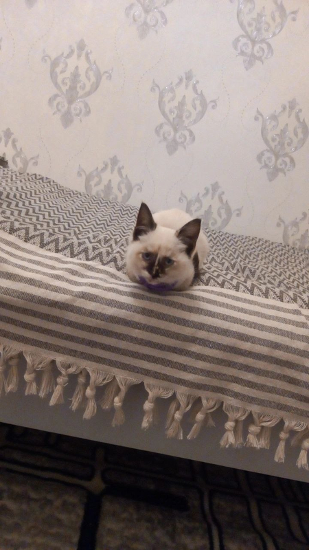 Siyamskiy mushuk