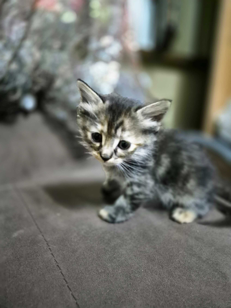 Отдам котят даром