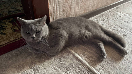 Вязка скоттиш страйт