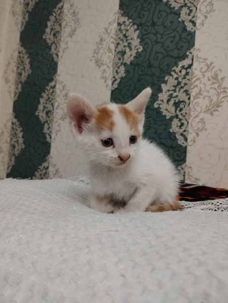 Отдам даром котят в хорошие руки.