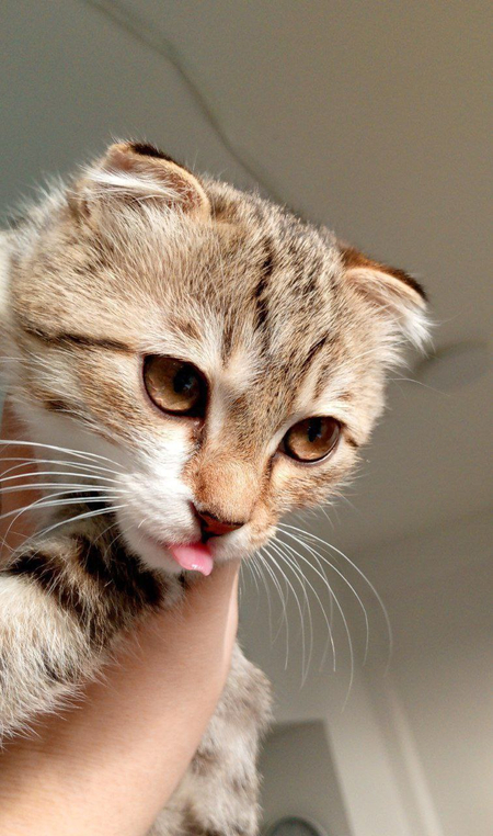 Продам вислоухих котят