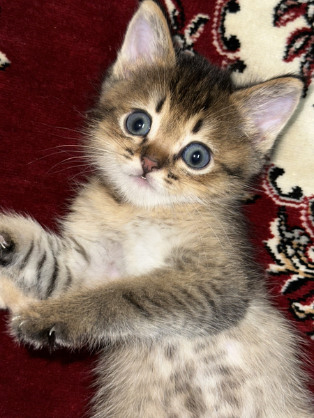Котята девочки и мальчик