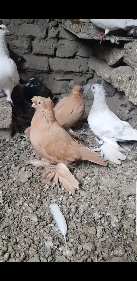 Kabutarlar sotiladi