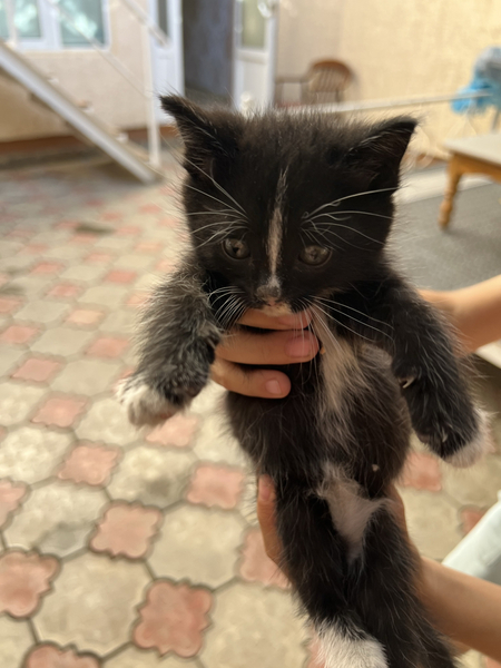 отдам  бесплатно в хорошие руки Котят