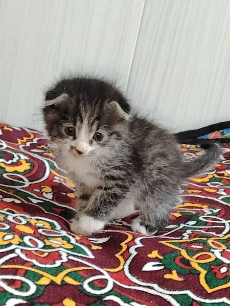 Вислоухий котёнок