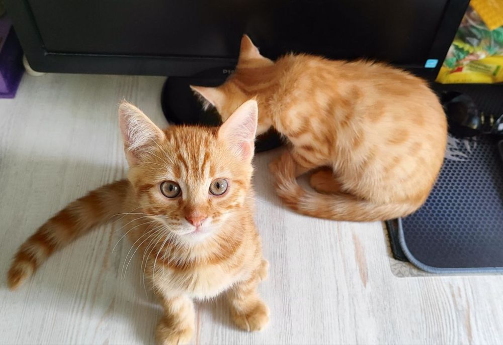 Британские котята мальчики
