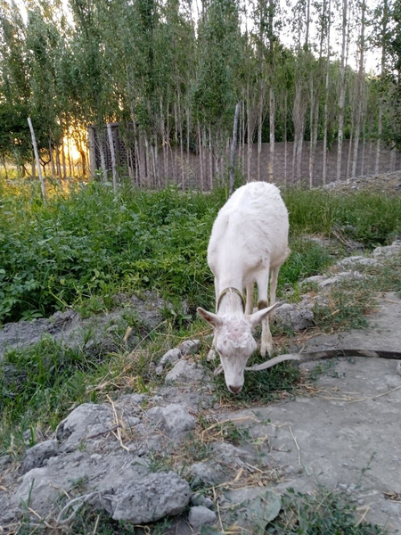 Echki Ona bola. 200