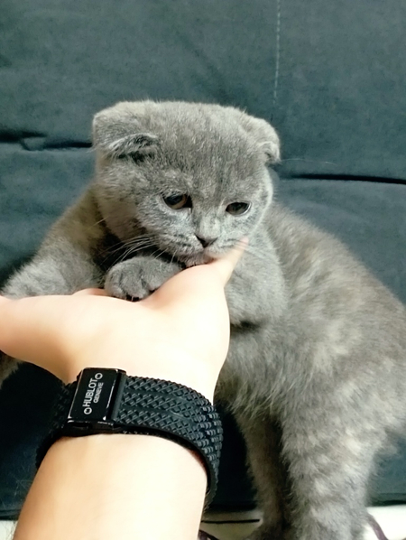 Продается котенок