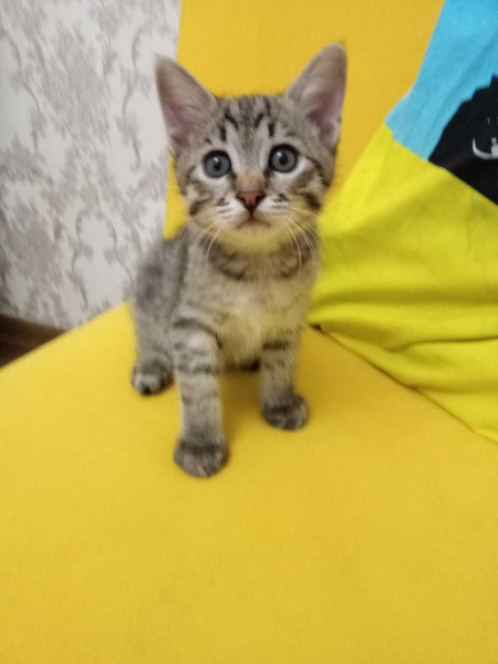 Пристраиваются котята от домашней кошки в хорошие руки