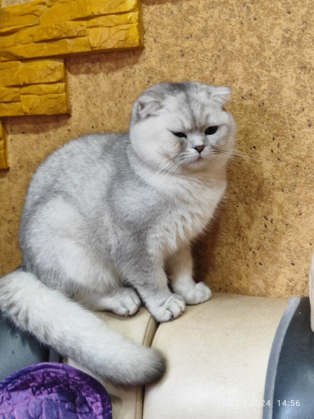 Вязка кот шиншилла