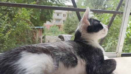 Отдам в хорошие руки.