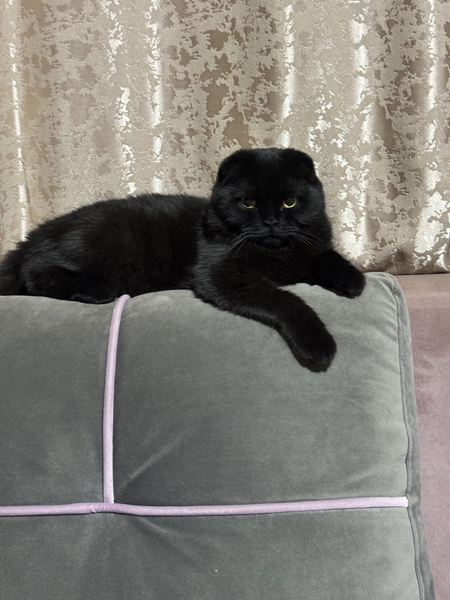 Котенок скоттиш фолд