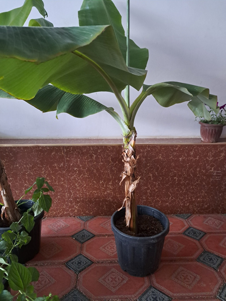 Banan o'simliklari tayyor parvarishlangan