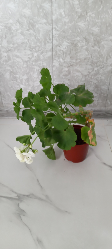 Продаётся герань