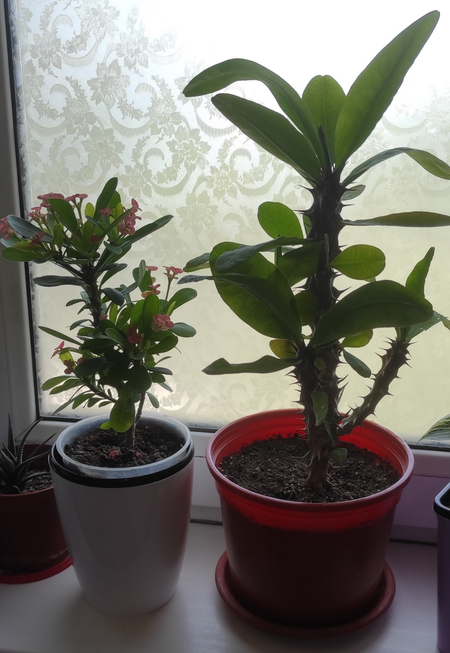 Продам 2 красивых молочая