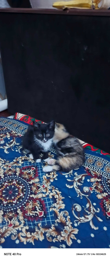Домашние Котята Мальчик и Девочка