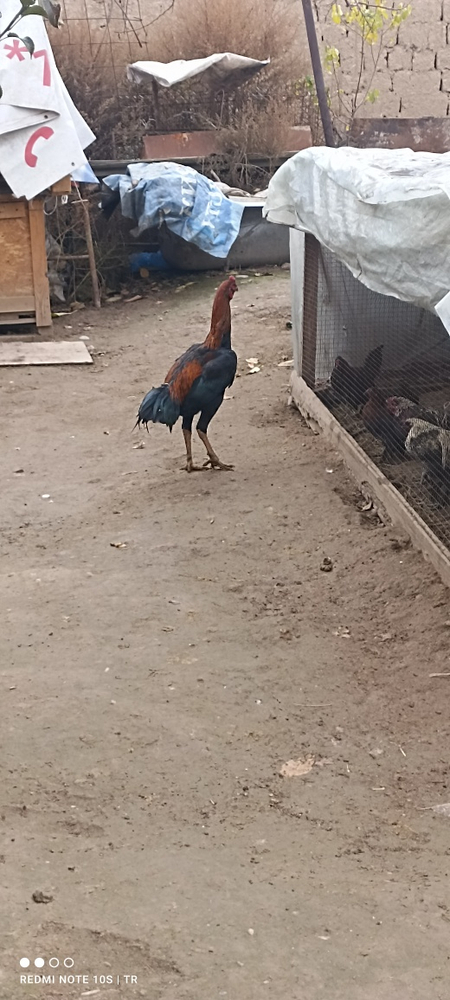 Fevral oyida ochib chiqan xo‘rozla sotiladi