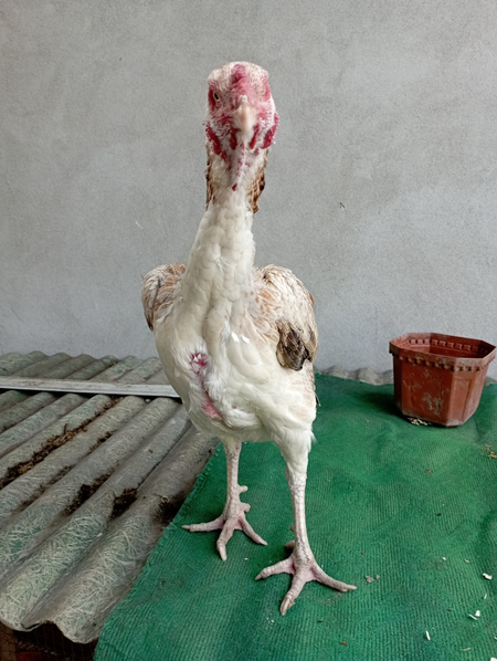Qoni toza makyon sotiladi