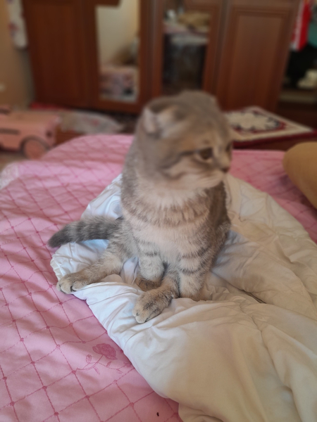Кот 4 месяца ...