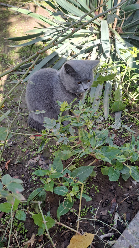 Скоттиш фолд 5 месяц.