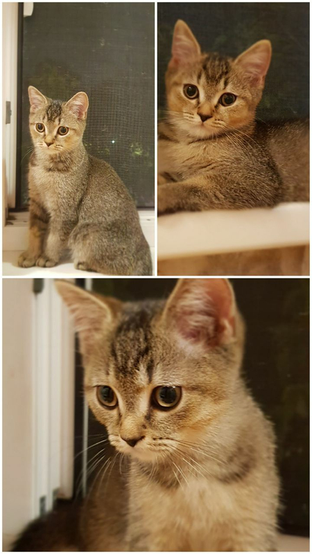 Котята Шотландские Шиншиллы
