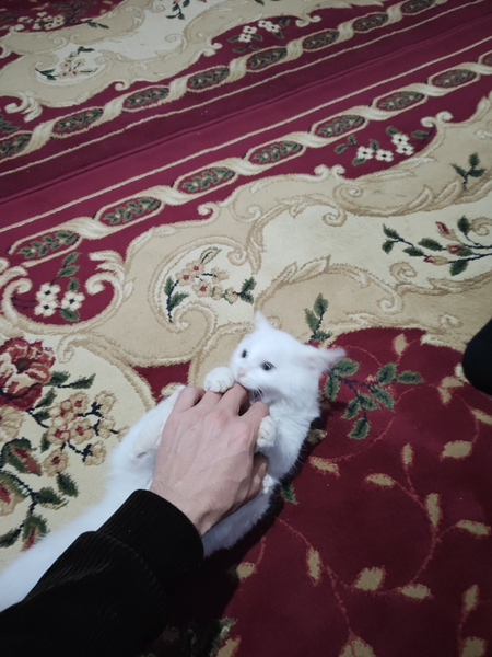 Angora zotli mushuk