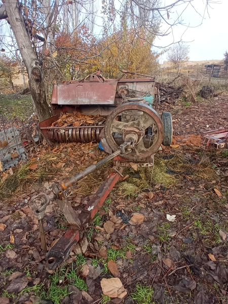 Prespadborchik kirgiz