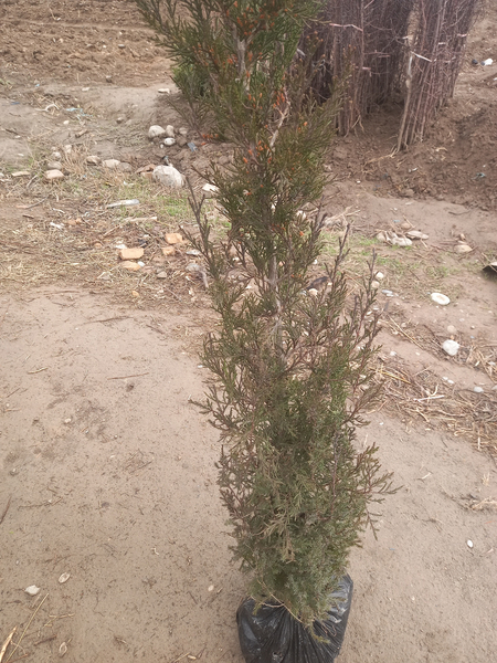 Yangi bog yaratish