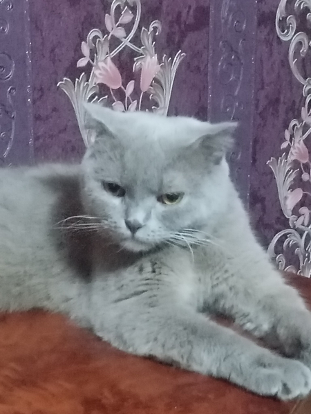 Британская кошка