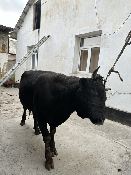 Бука , бык , здоровый , соглом . Нарх боича келишамиз