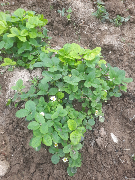 Qulponoy kocht Izabela