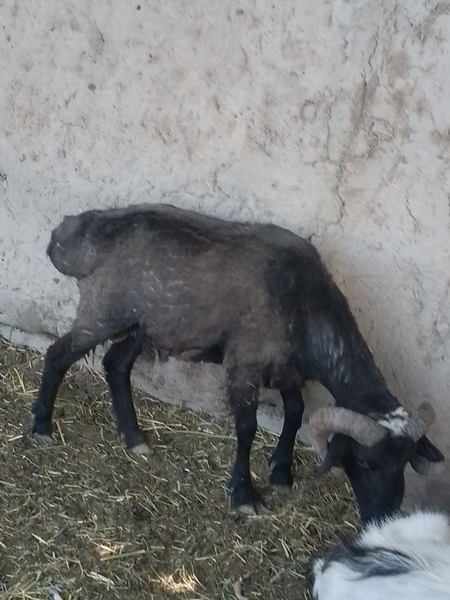 Tagal Sotiladi2400 Ares Sarxang