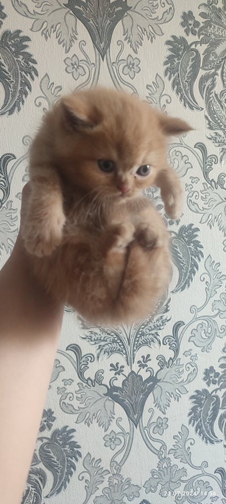 Продаются котята