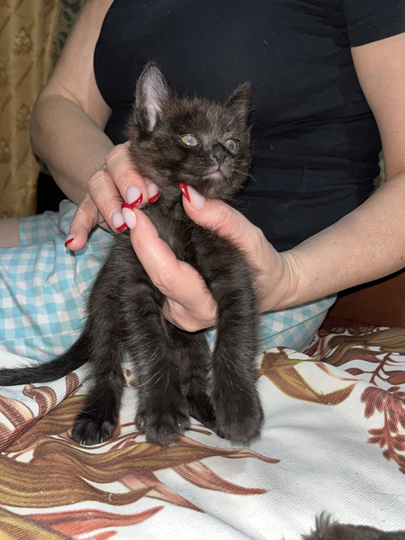 Отдам бесплатно котят в добрые руки