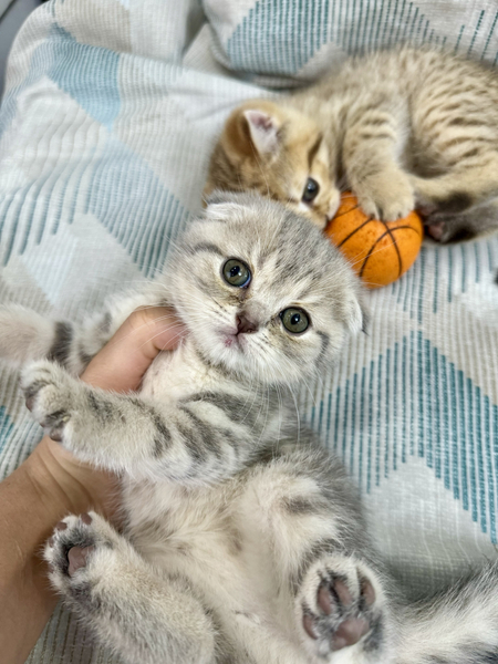 Скотиш фолд