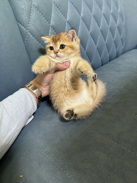 Золотоя шиншила