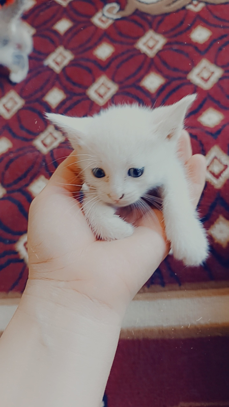 Продаётся котята и кошки чисто домашние 250000 за один котенок