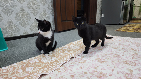 Котята ищут добрые руки