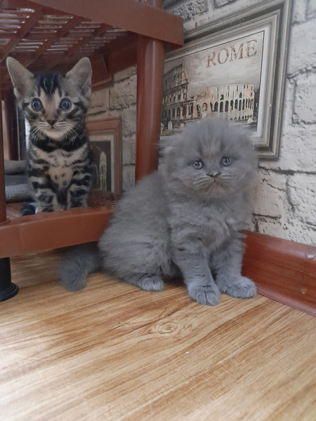 Продаётся великолепная плюшевая кошечка скотишь  фолд