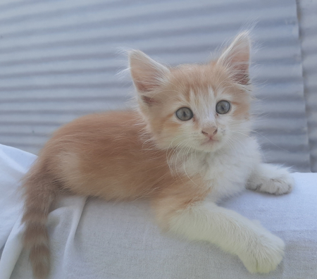 Кот, котенок 2.5 месяца