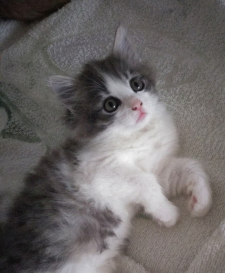 Продается котенок домашний