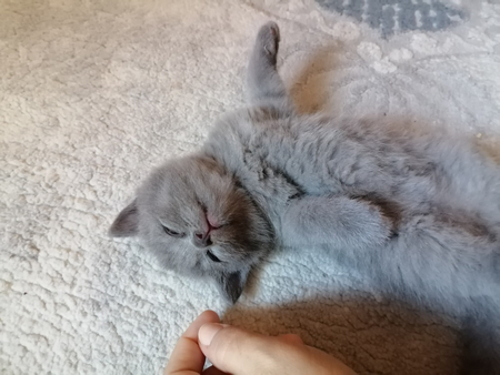 Scottish fold mushuk bolalari O'g'il bola va Qiz bolalari