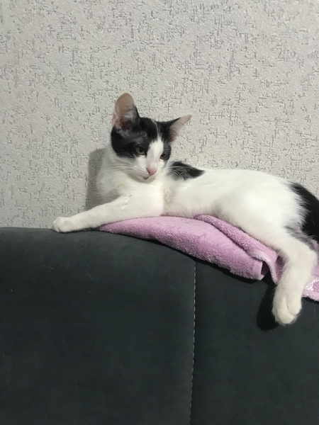 Отдам котенка в добрые и ответсвенные руки!!!