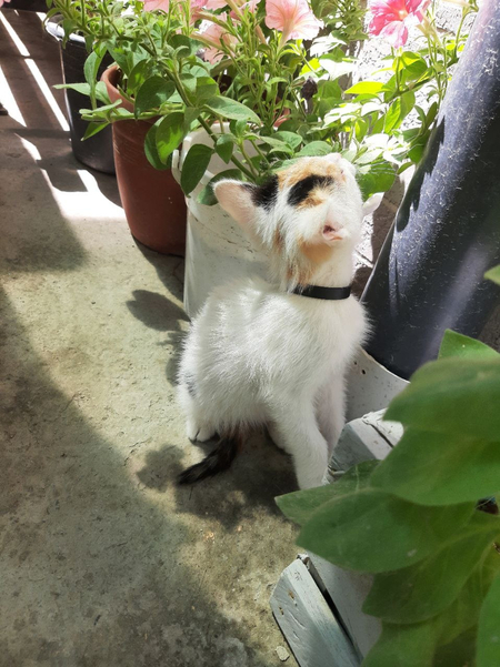 Котёнок (отдам даром)