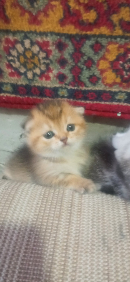 Котята. По. 200уе