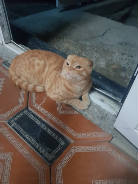 Шотландский кот породный