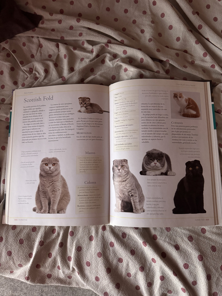 Книга на испанском языке Кошки от А до Я